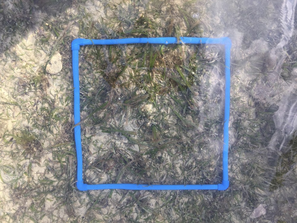 Enhalus acoroides seagrass has been spotted!