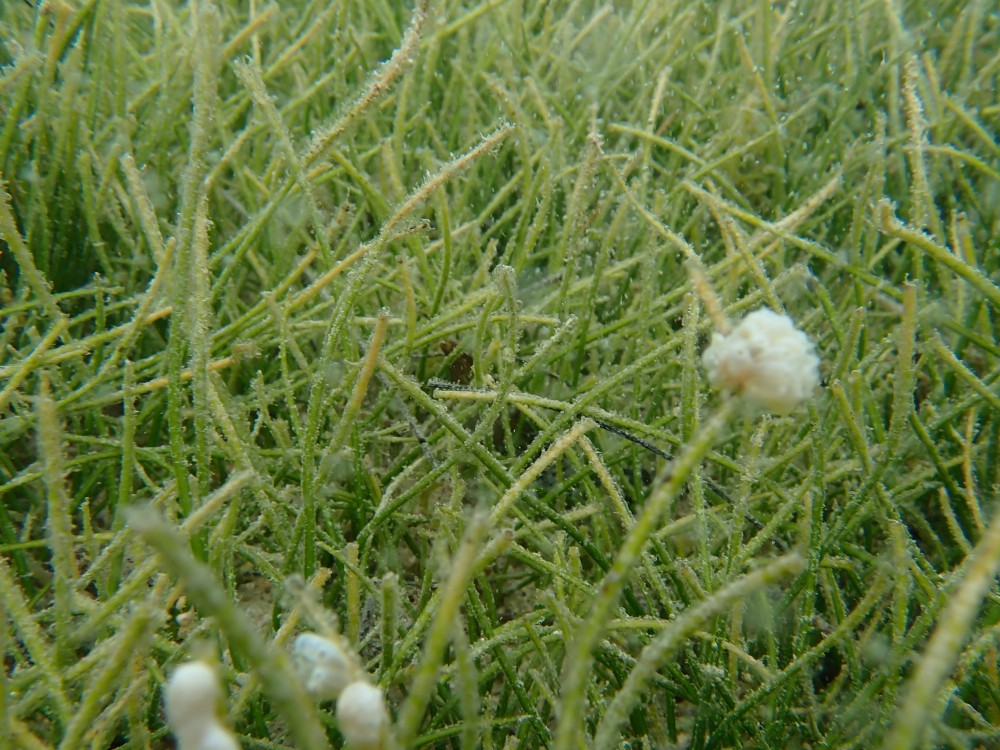 Seagrass Spotted in Mauritius - SeagrassSpotter
