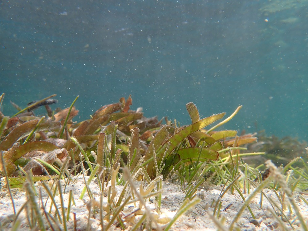 Seagrass Spotted in Mauritius - SeagrassSpotter