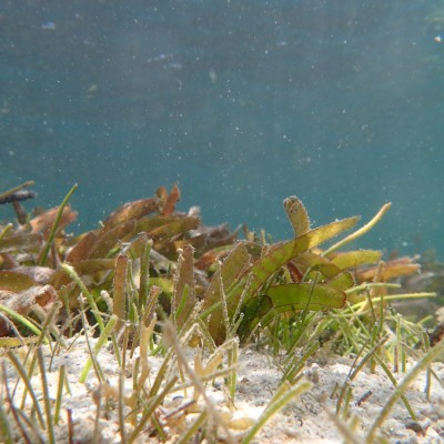 Seagrass Spotted in Mauritius - SeagrassSpotter