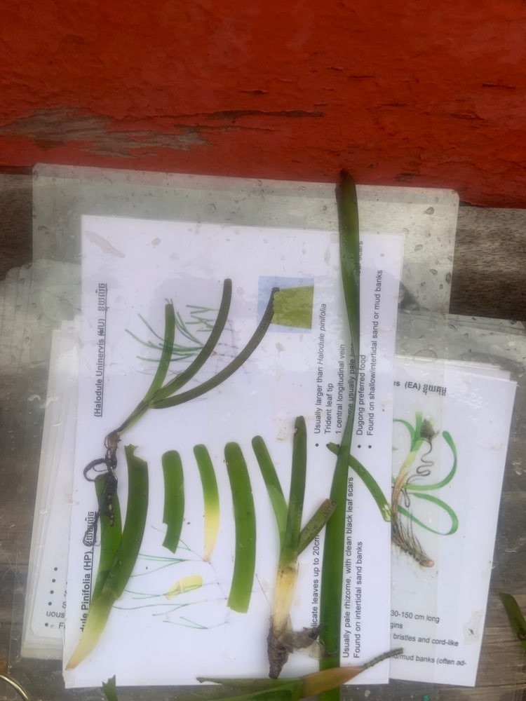 Seagrass Spotted in Cambodia - SeagrassSpotter