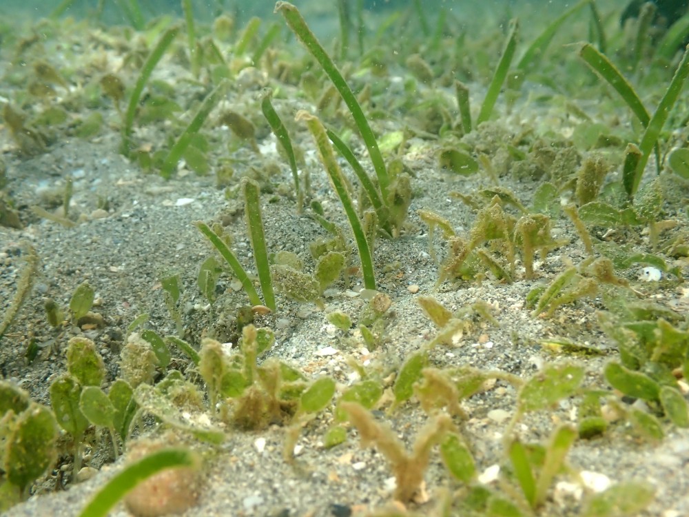 Seagrass Spotted in New Caledonia - SeagrassSpotter