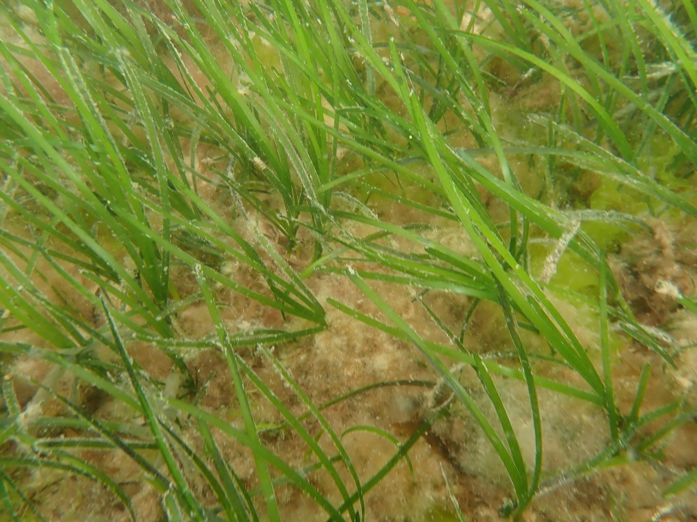 Seagrass Spotted in United Kingdom - SeagrassSpotter