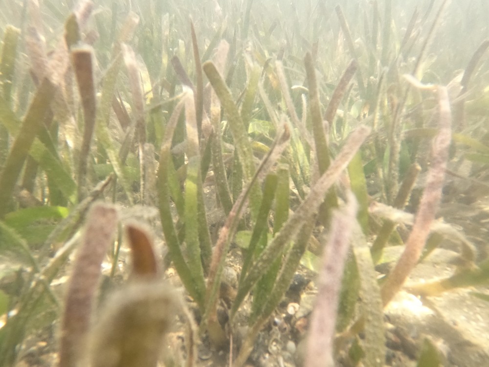 Seagrass Spotted in Malaysia - SeagrassSpotter