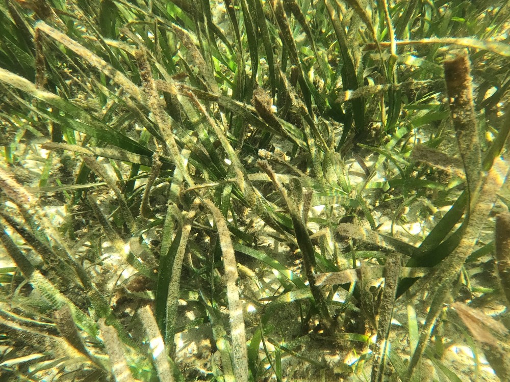 Seagrass Spotted in Indonesia - SeagrassSpotter