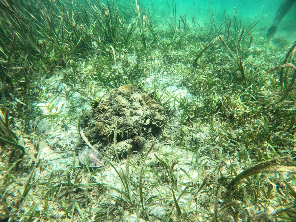 Seagrass Spotted in Indonesia - SeagrassSpotter