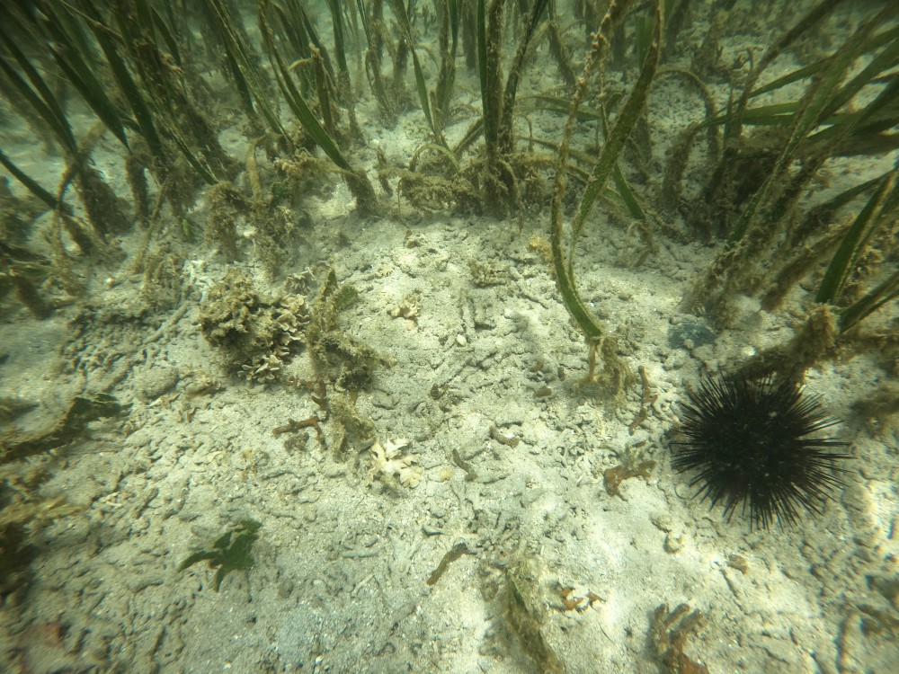 Seagrass Spotted in Indonesia - SeagrassSpotter