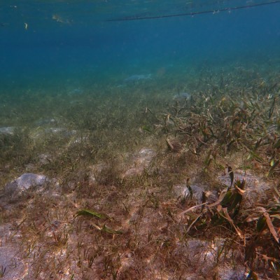 Enhalus acoroides seagrass has been spotted!