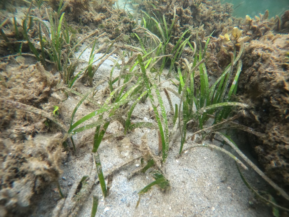 Seagrass Spotted in Philippines - SeagrassSpotter