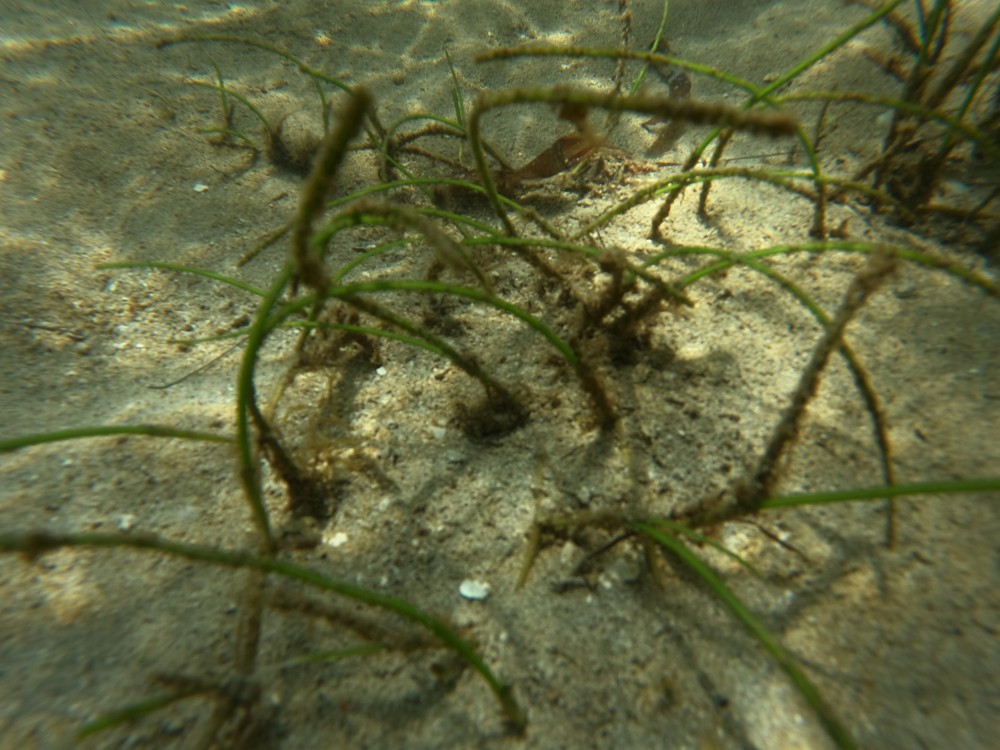 Seagrass Spotted In Philippines Seagrassspotter
