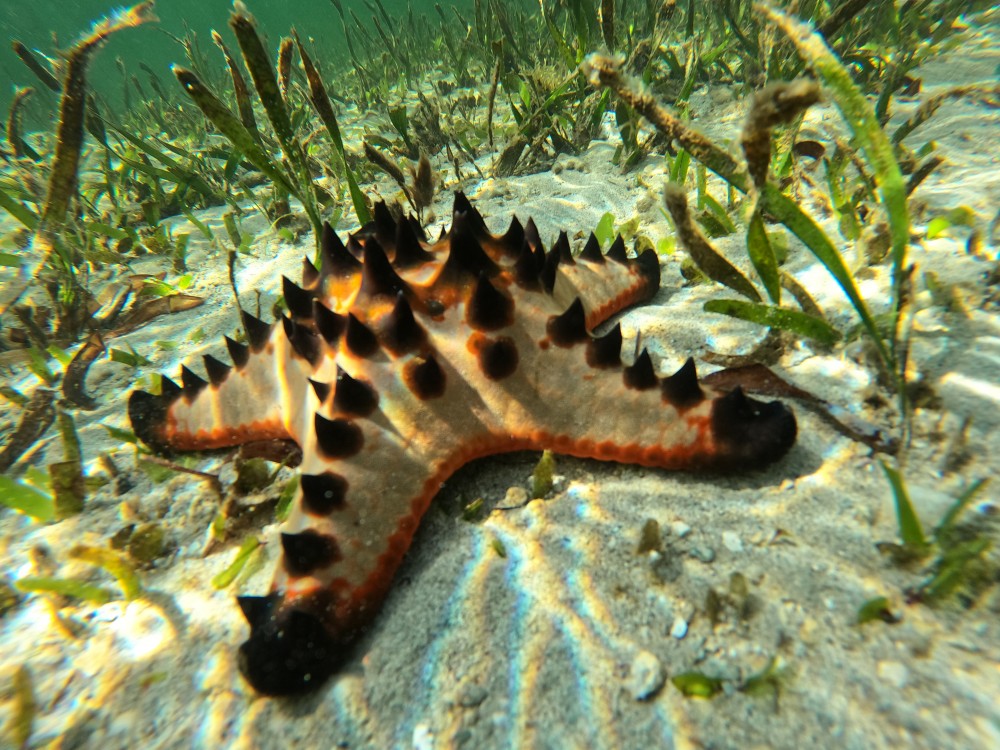 Seagrass Spotted in Philippines - SeagrassSpotter