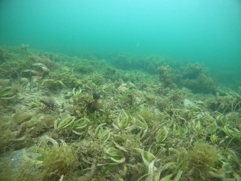 Seagrass Spotted in Philippines - SeagrassSpotter