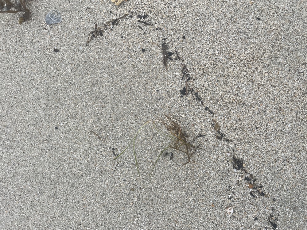 Seagrass Spotted in Malaysia - SeagrassSpotter