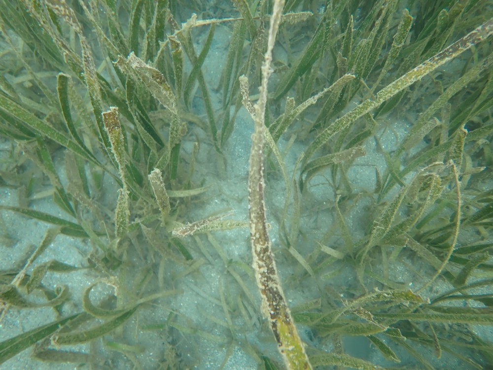 Seagrass Spotted in Indonesia - SeagrassSpotter