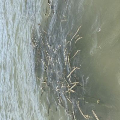 Enhalus acoroides seagrass has been spotted!