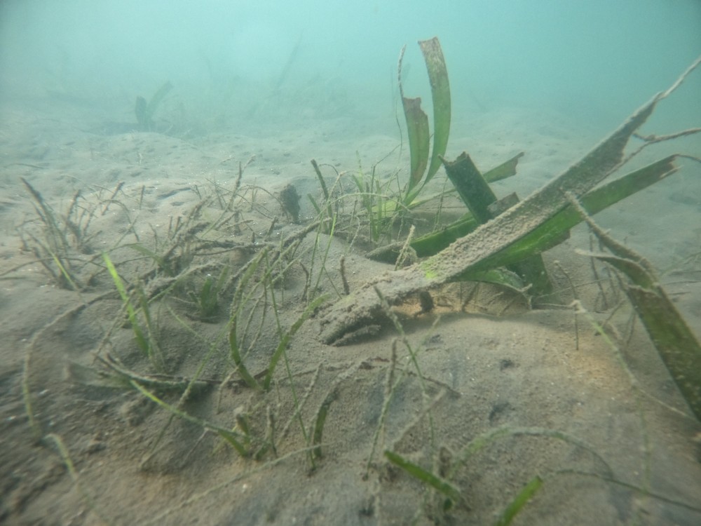Seagrass Spotted in Philippines - SeagrassSpotter