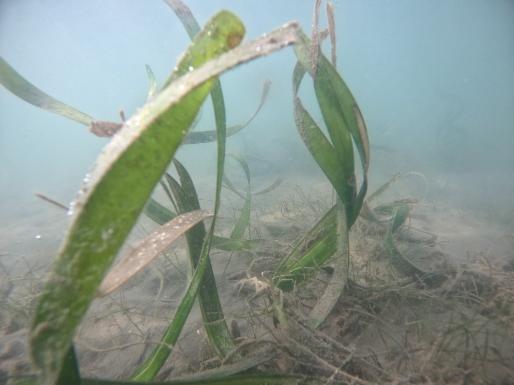 Seagrass Spotted in Philippines - SeagrassSpotter
