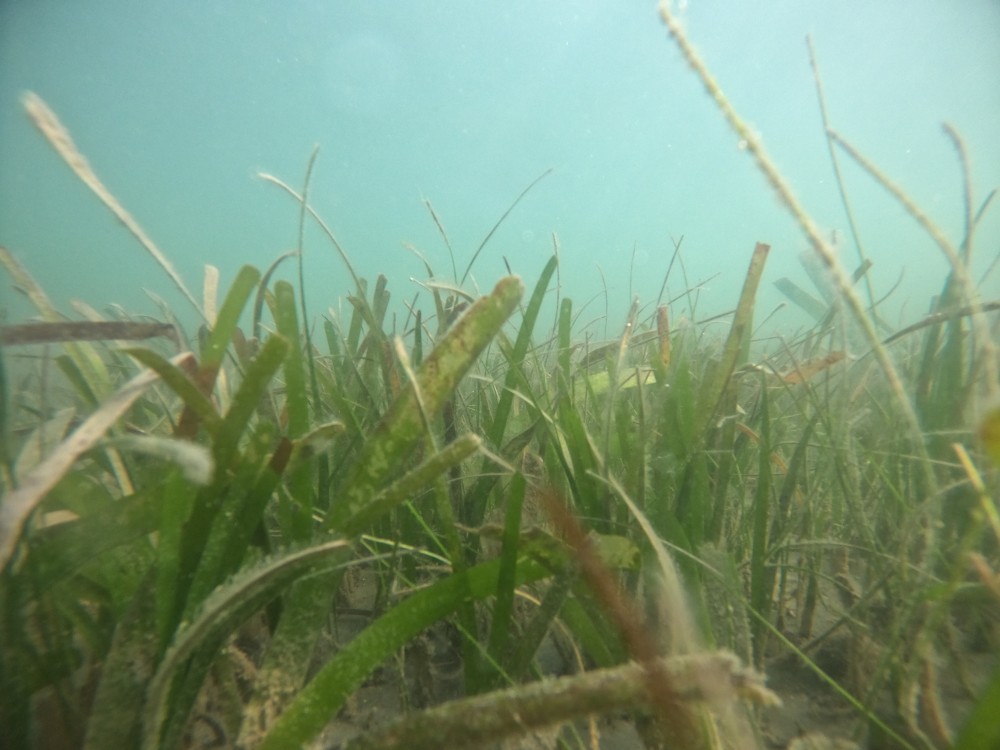Seagrass Spotted in Philippines - SeagrassSpotter