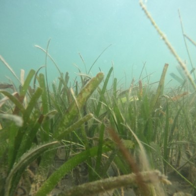 Seagrass Spotted in Philippines - SeagrassSpotter