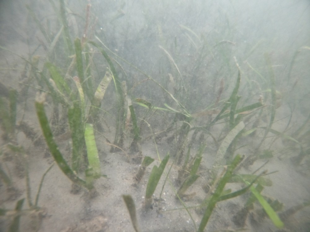 Seagrass Spotted in Philippines - SeagrassSpotter