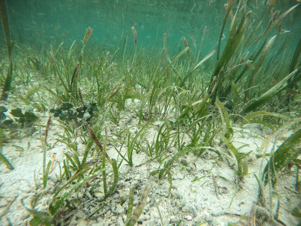 Seagrass Spotted in Philippines - SeagrassSpotter