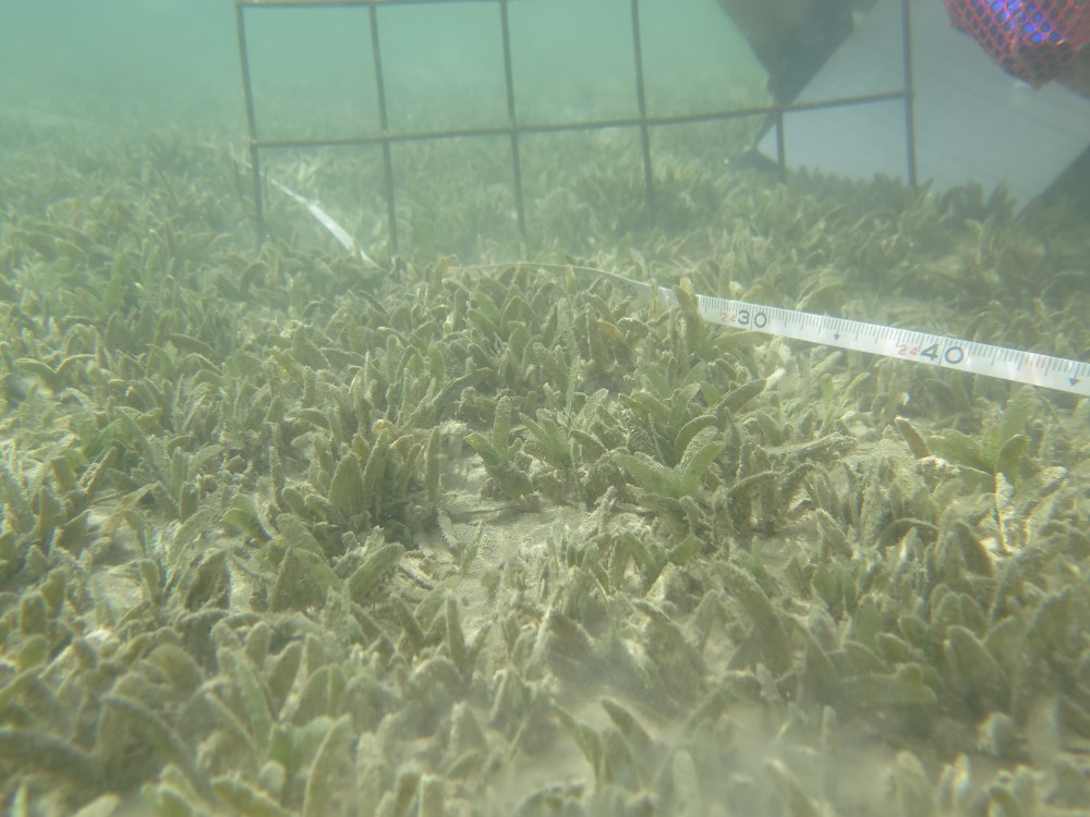Seagrass Spotted in Saudi Arabia - SeagrassSpotter
