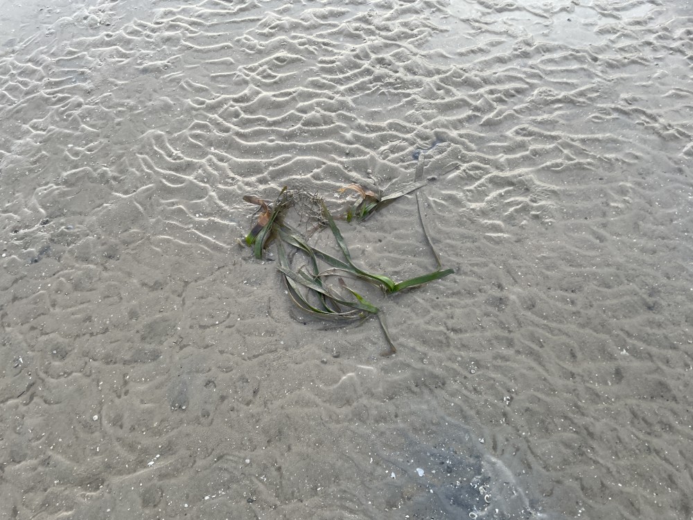 Seagrass Spotted in Thailand - SeagrassSpotter