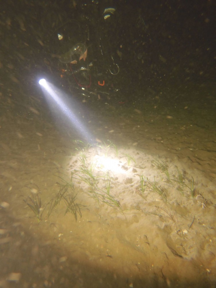 Seagrass Spotted in Isle of Man - SeagrassSpotter