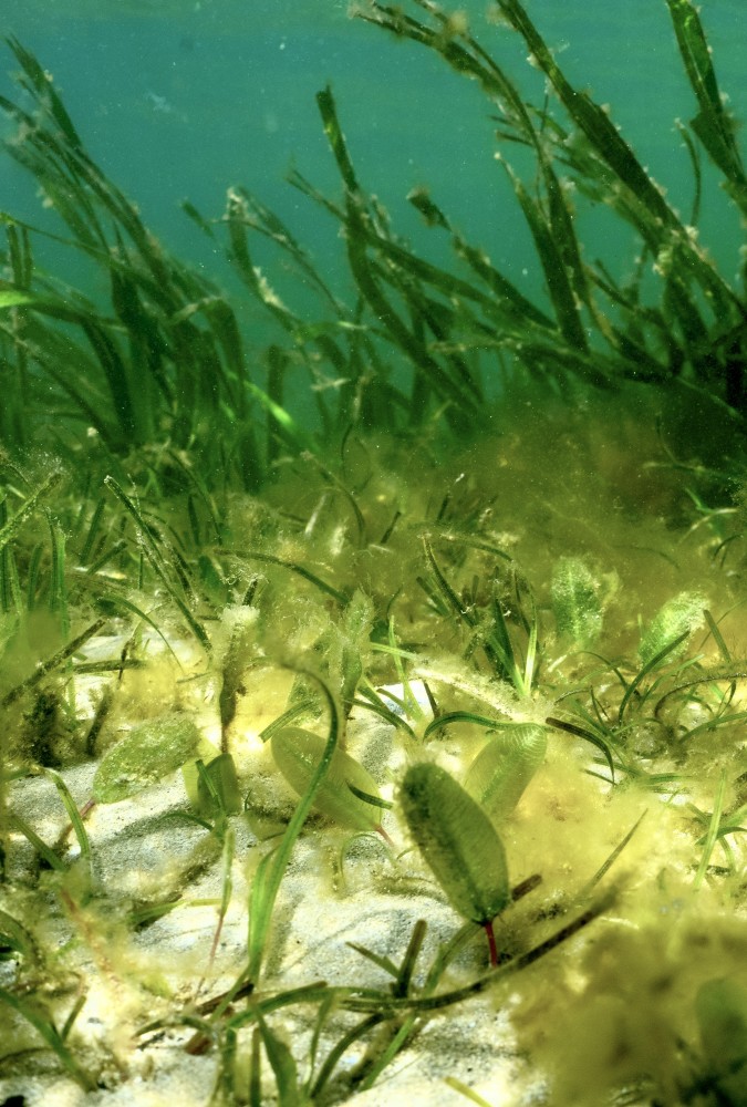 Seagrass Spotted in Australia - SeagrassSpotter