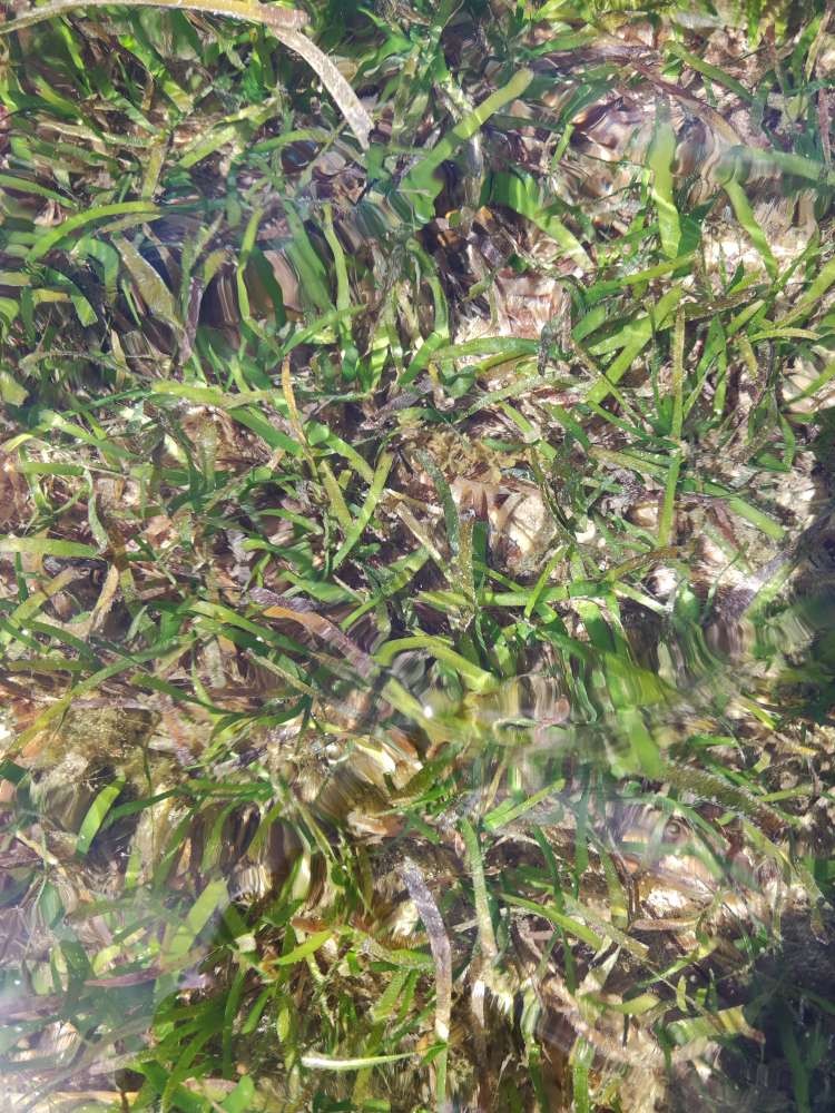 Seagrass Spotted in Philippines - SeagrassSpotter