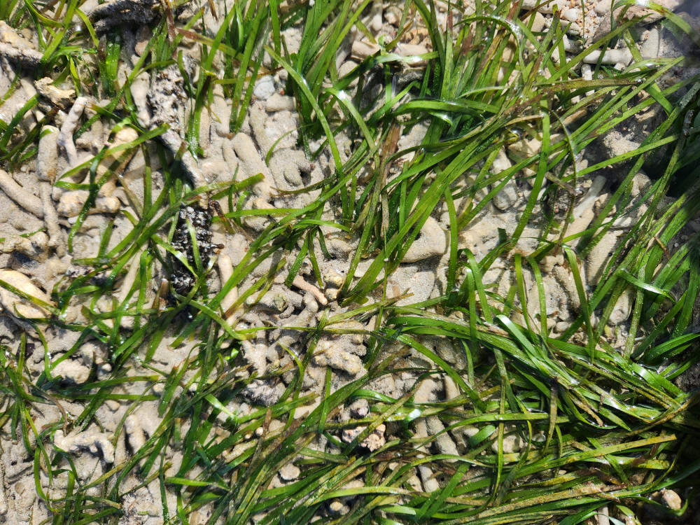 Seagrass Spotted in Vanuatu - SeagrassSpotter