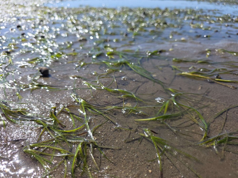 Seagrass Spotted in United Kingdom - SeagrassSpotter