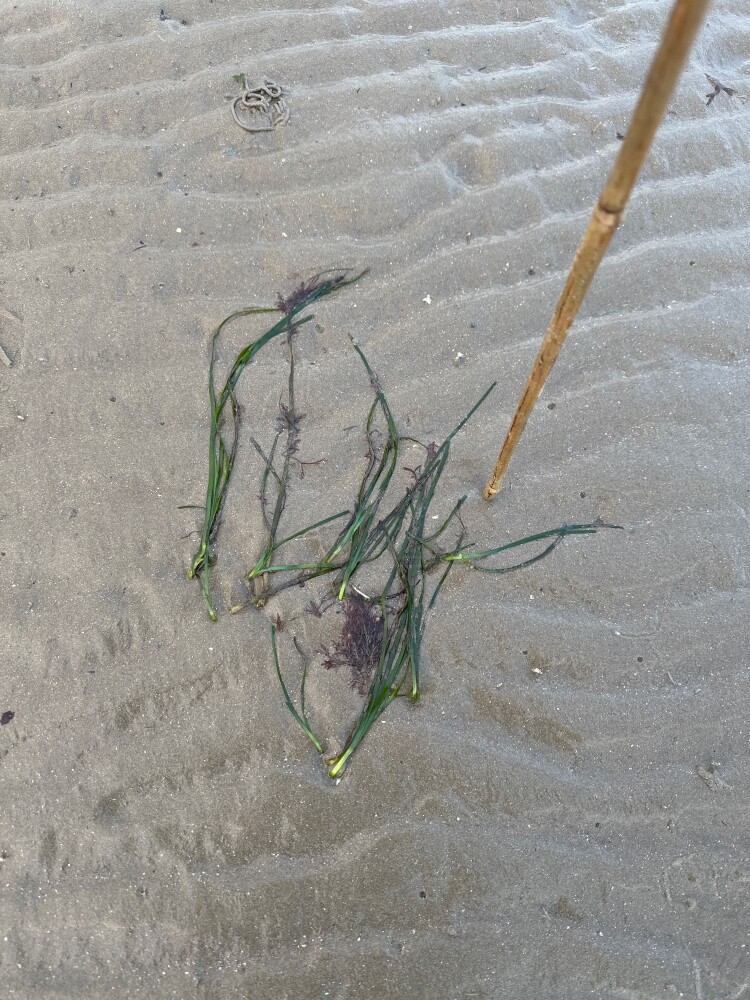 Seagrass Spotted in United Kingdom - SeagrassSpotter