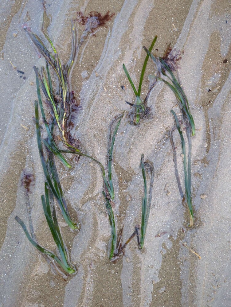 Seagrass Spotted in United Kingdom - SeagrassSpotter