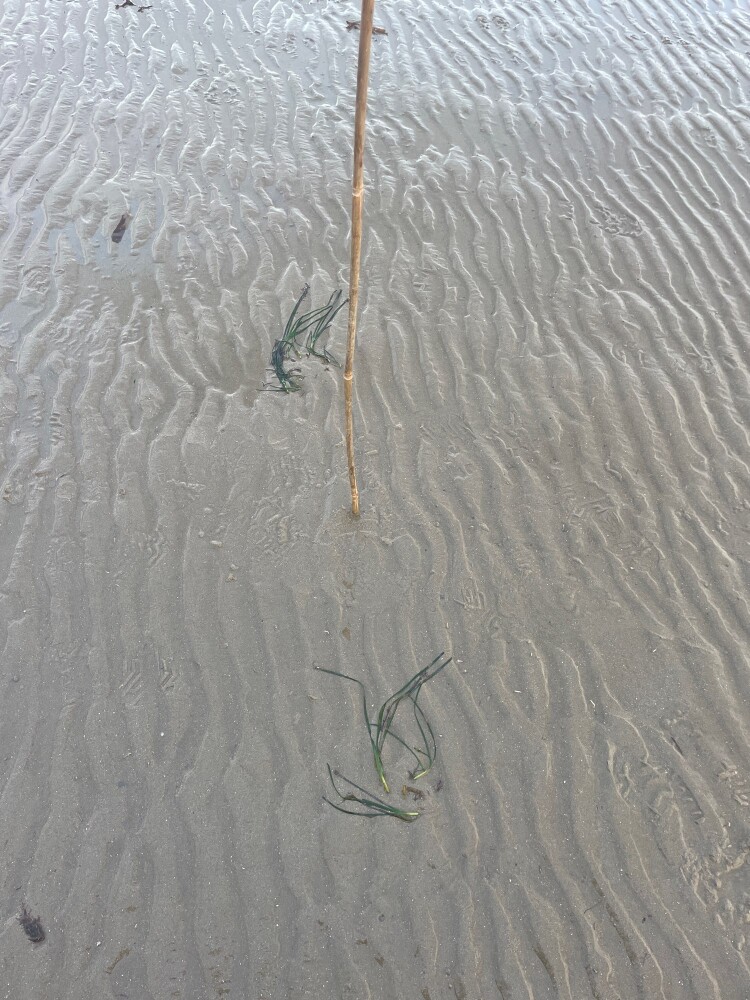 Seagrass Spotted in United Kingdom - SeagrassSpotter