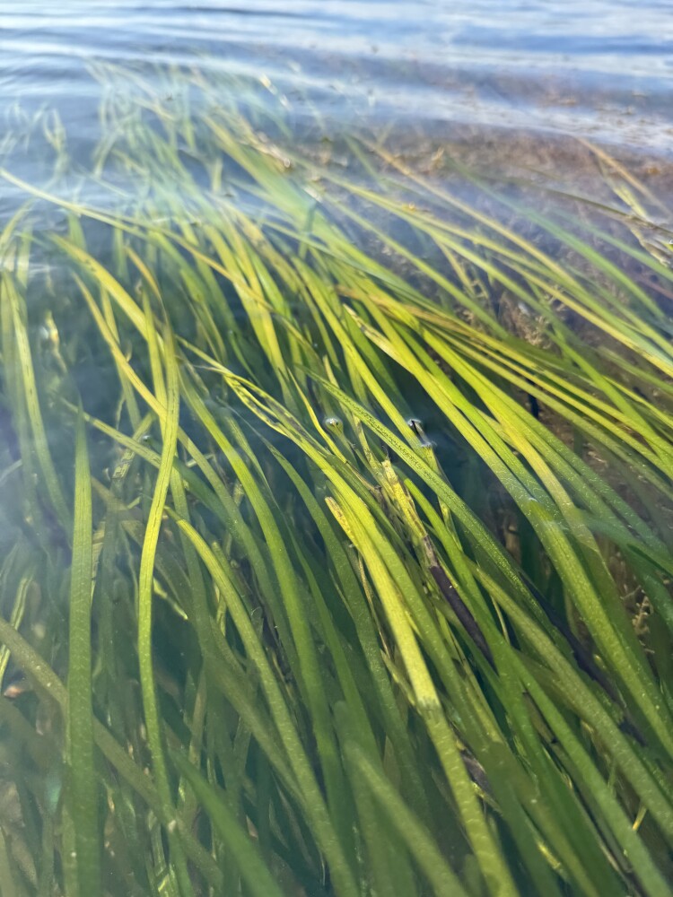 Seagrass Spotted in United Kingdom - SeagrassSpotter